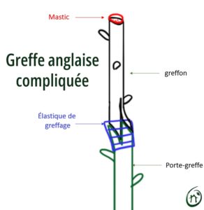 Maîtriser l'Art de la Greffe Anglaise Compliquée : Un Guide Pratique