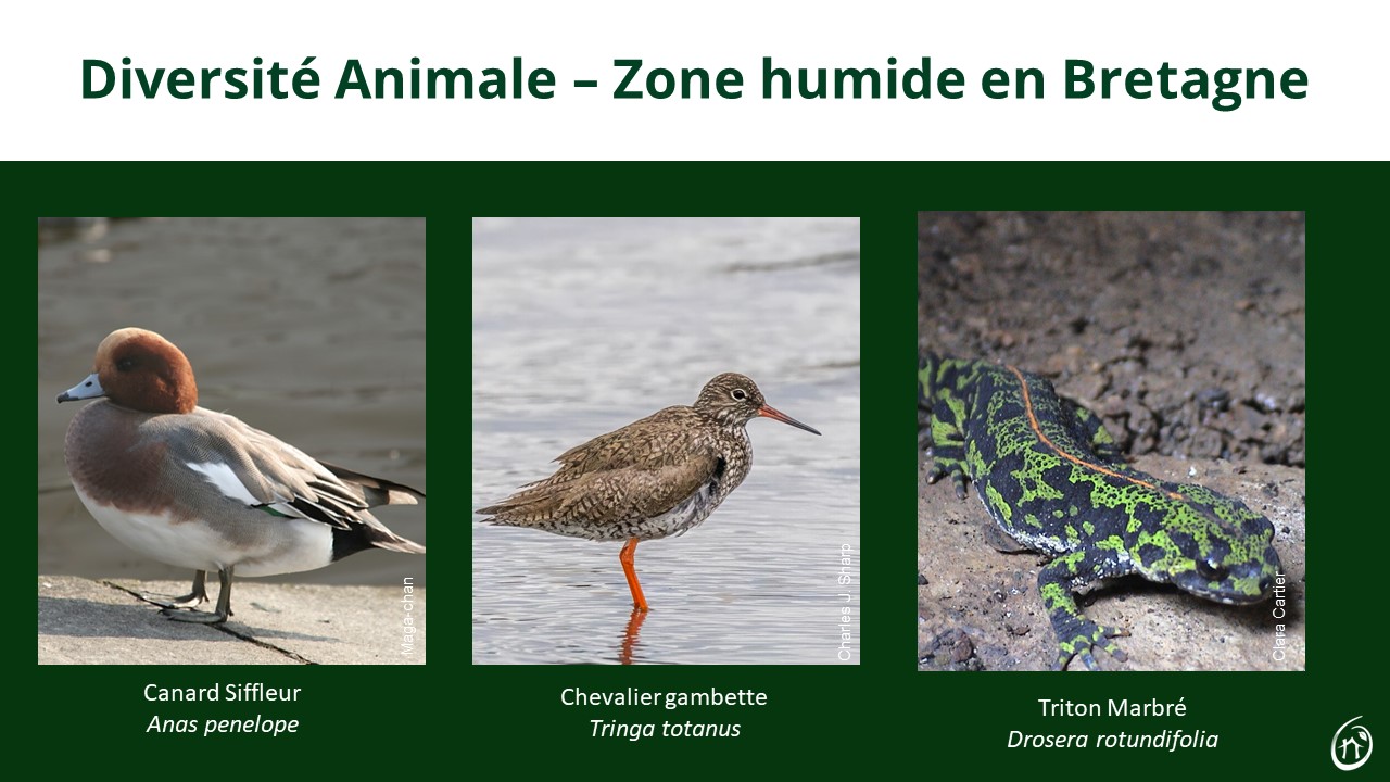 La Biodiversité dans les Zones Humides en Bretagne : Un Trésor Écologique